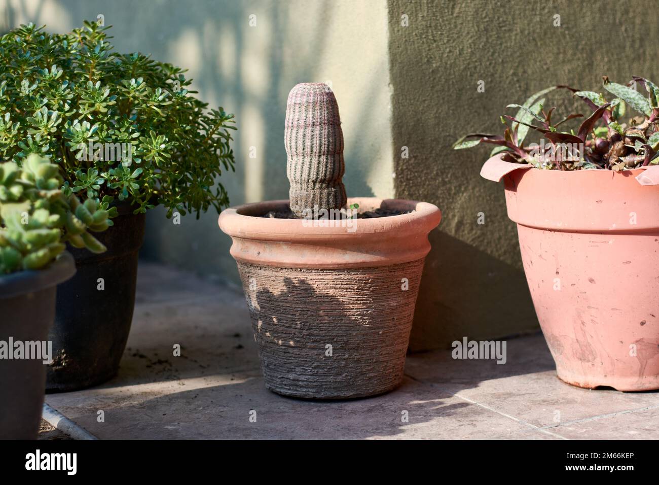 Horizontal shot of potted cactus Echinocereus rigidissimus without ...
