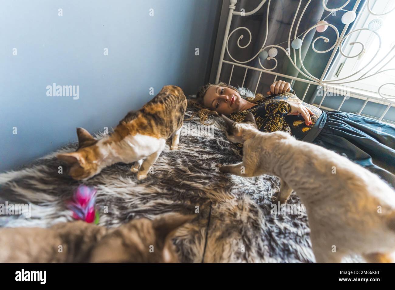 A woman lying on her back on the bed and looking at Devon rex cats playing. Pet concept. Medium ...