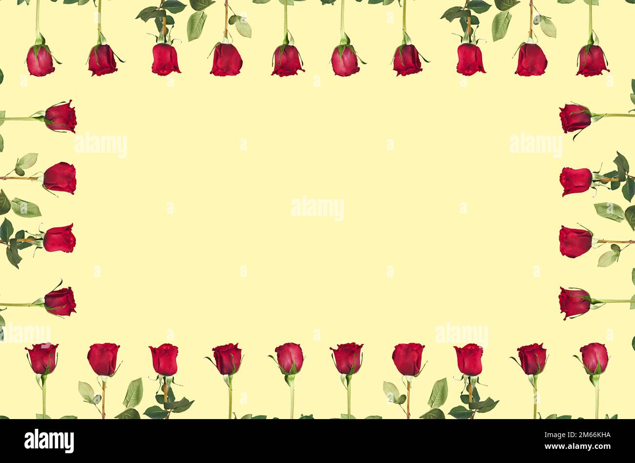 Valentine's Day. Flowers composition. Round frame made of rose flowers ...