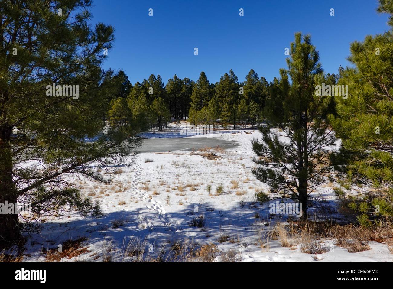 Northern Arizona landscape with snow, pines, and frozen water in ...