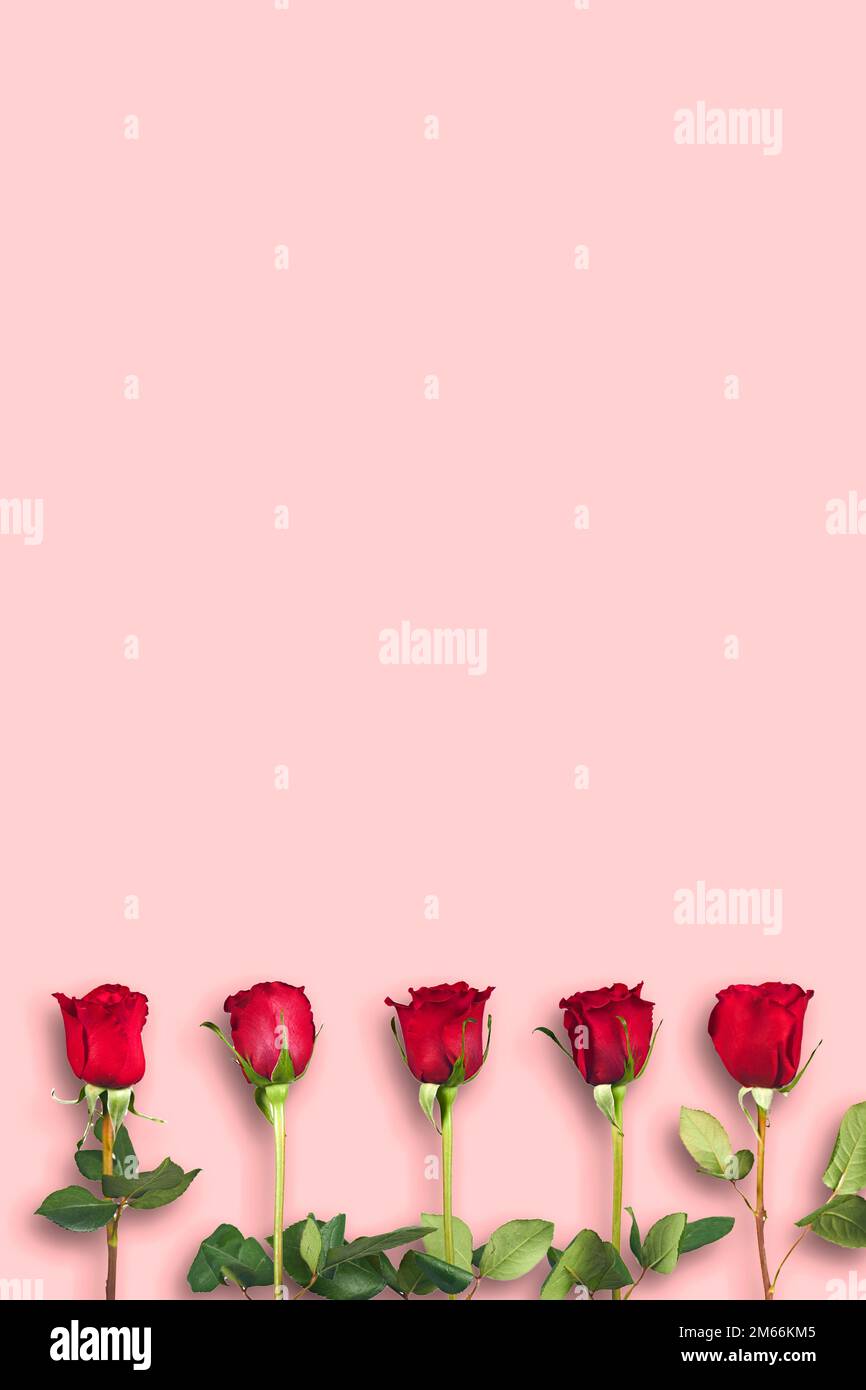 Valentine's Day. Flowers composition. Round frame made of rose flowers ...