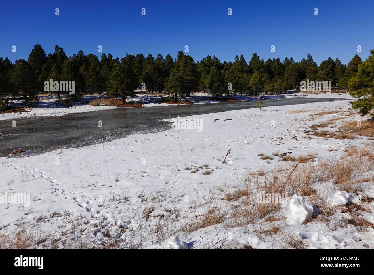Northern Arizona landscape with snow, pines, and frozen water in ...