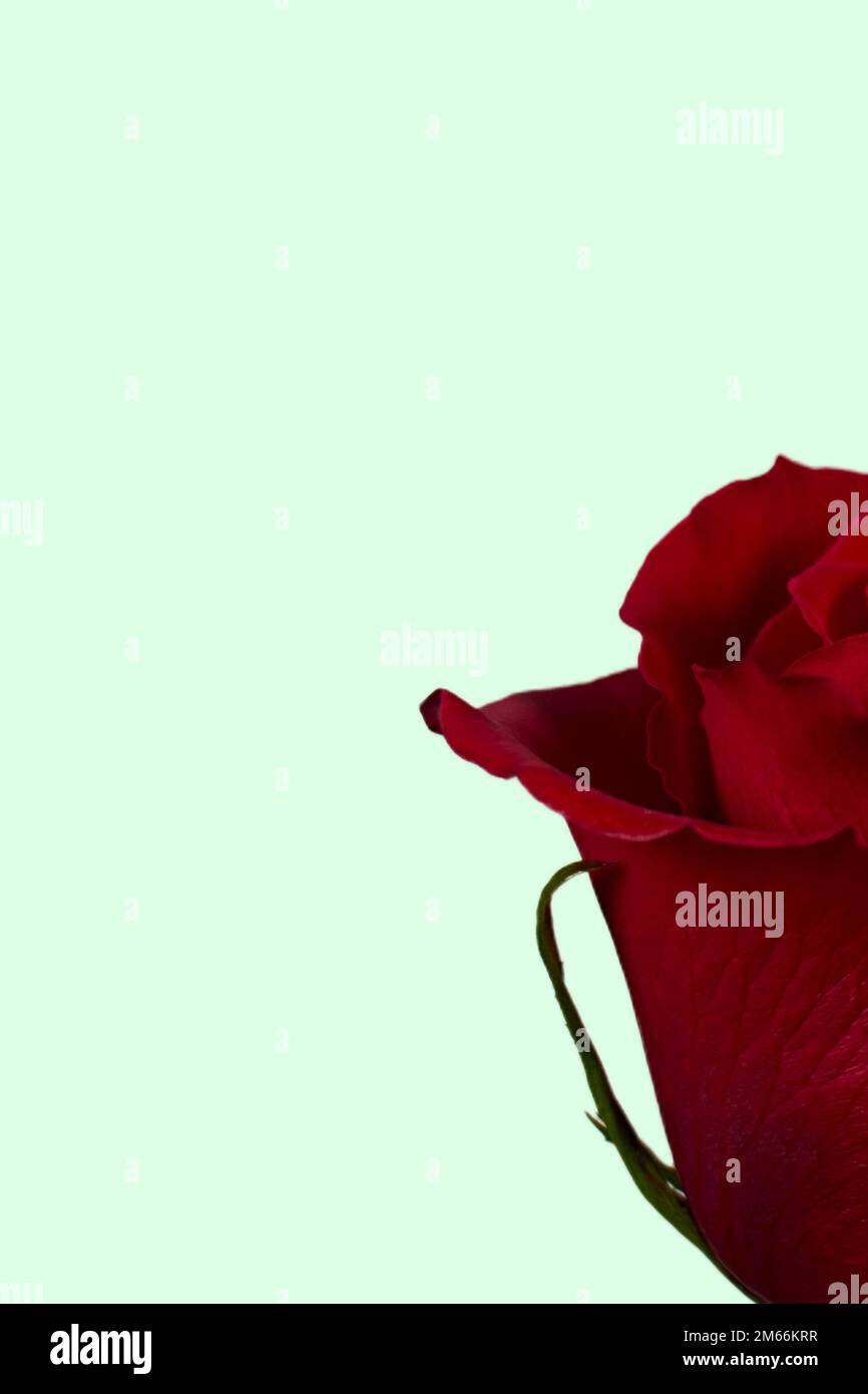 Valentine's Day. Flowers composition. Round frame made of rose flowers ...