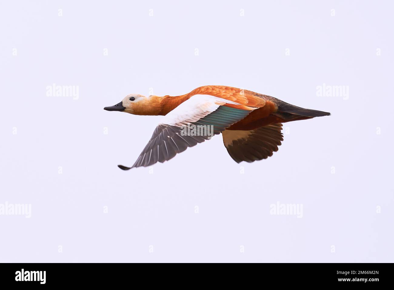 Ruddy shelduck in flight (Tadorna ferruginea). Beautiful bird in flight ...