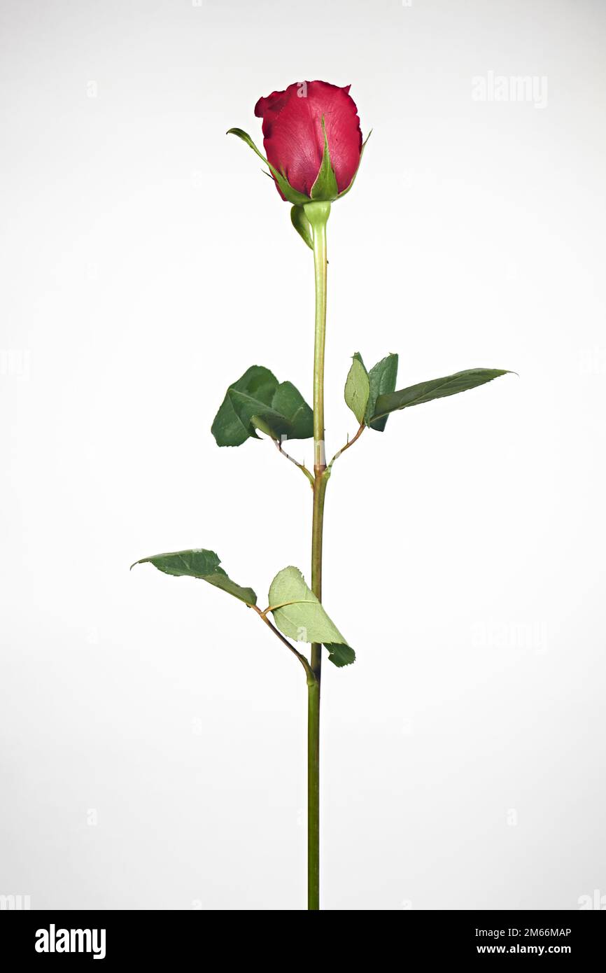 Valentine's Day. Flowers composition. Round frame made of rose flowers ...