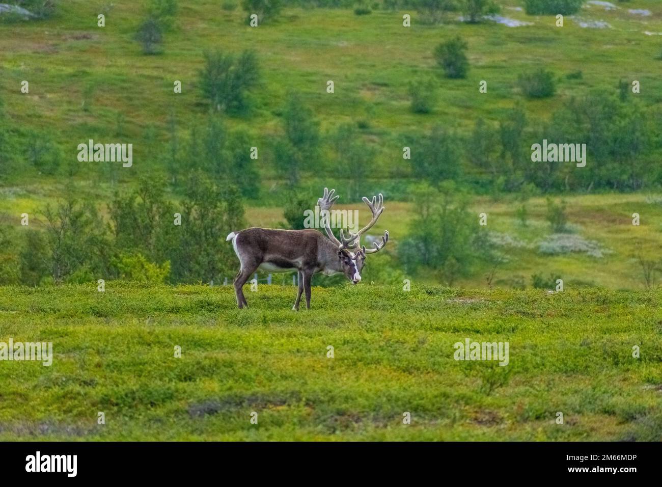 Beautiful wild reindeer with big antlers in the tundra of Norway Stock ...