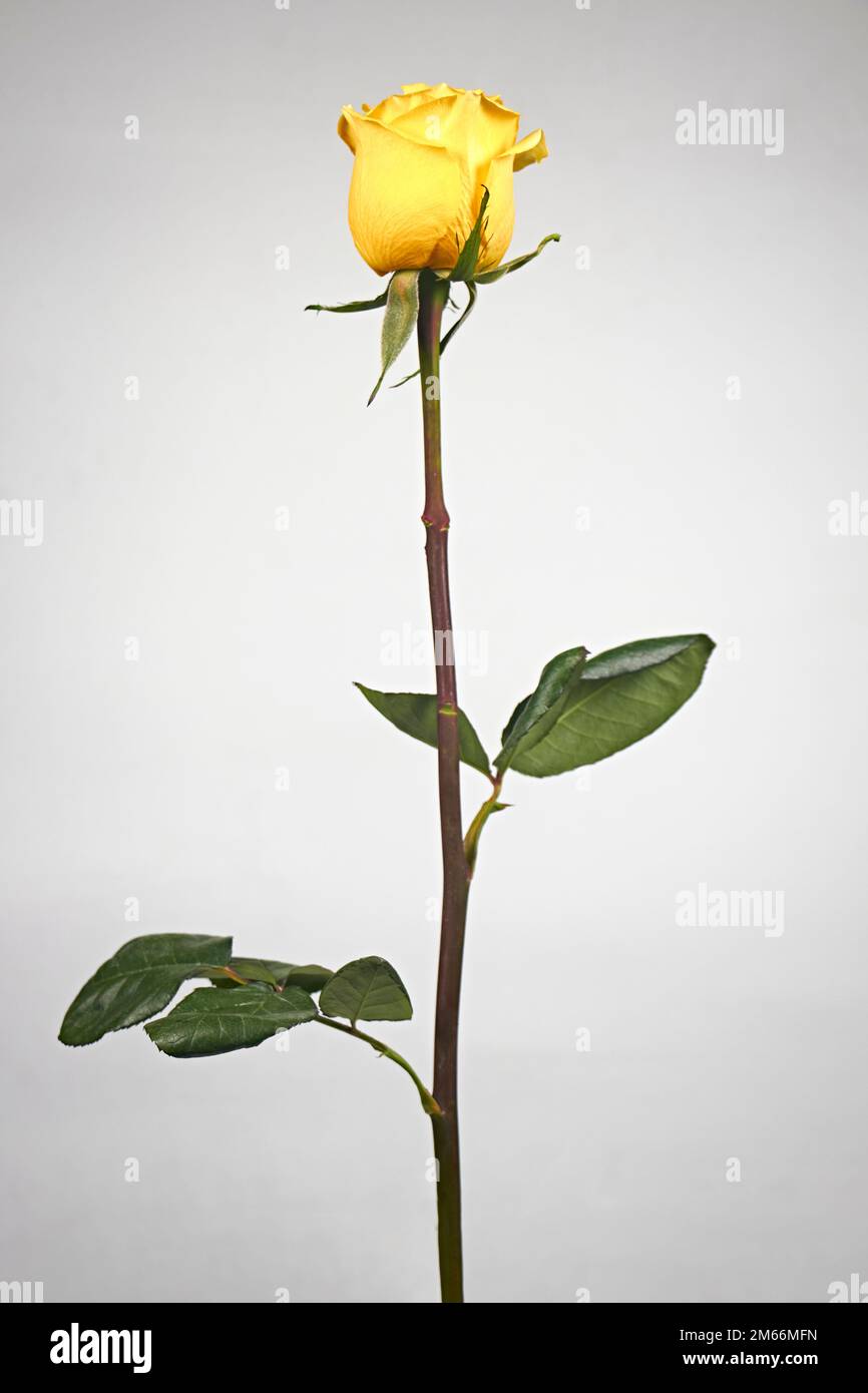 Valentine's Day. Flowers composition. Round frame made of rose flowers ...