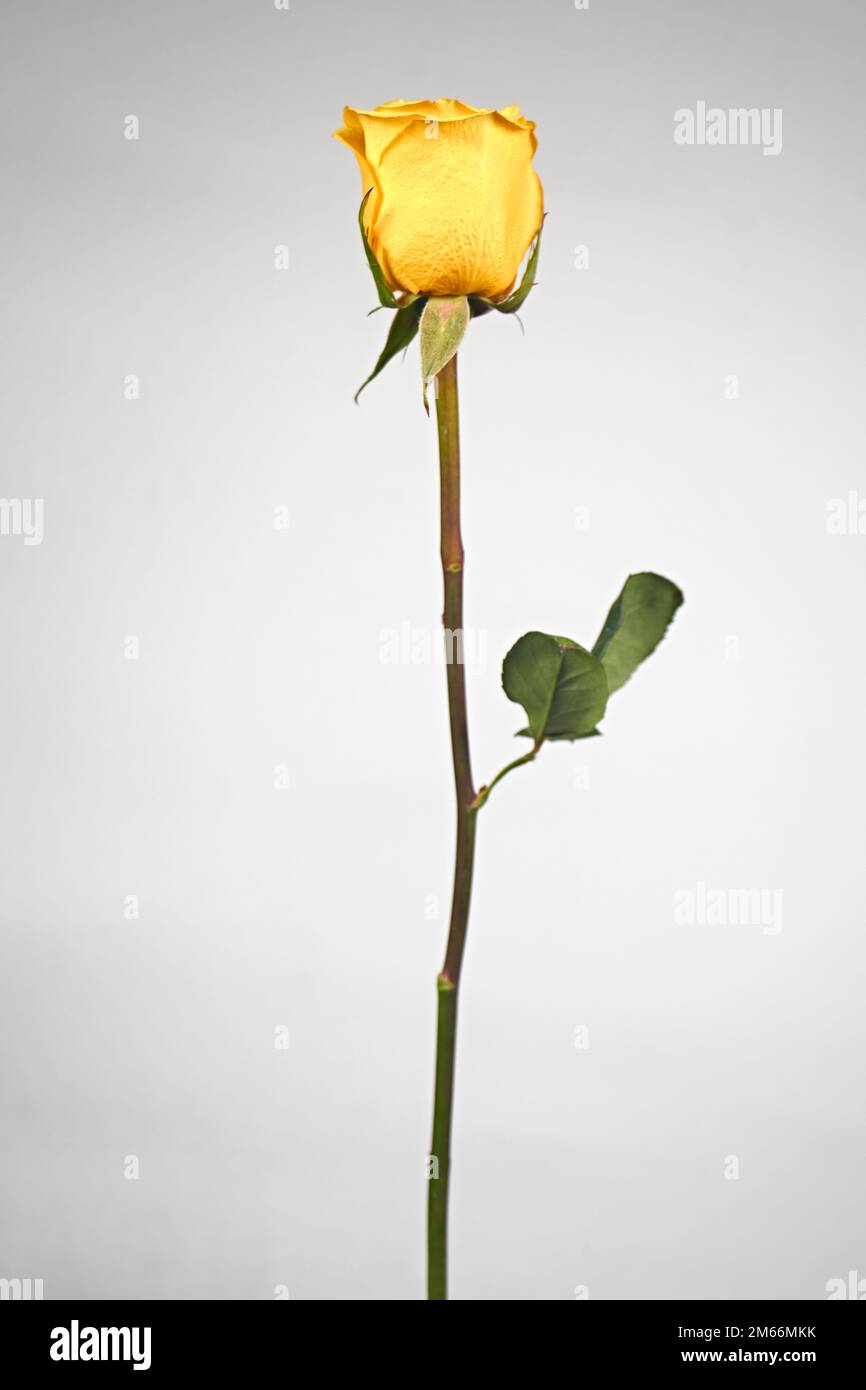 Valentine's Day. Flowers composition. Round frame made of rose flowers ...