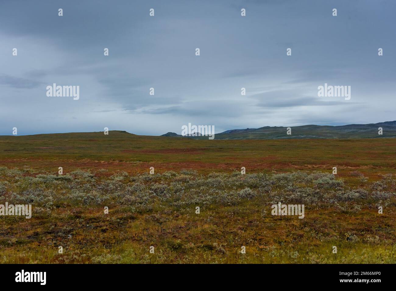 Landscape of the tundra in northern Norway Stock Photo - Alamy