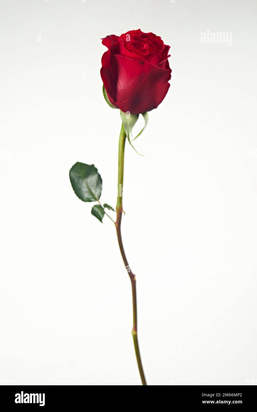 Valentine's Day. Flowers composition. Round frame made of rose flowers ...