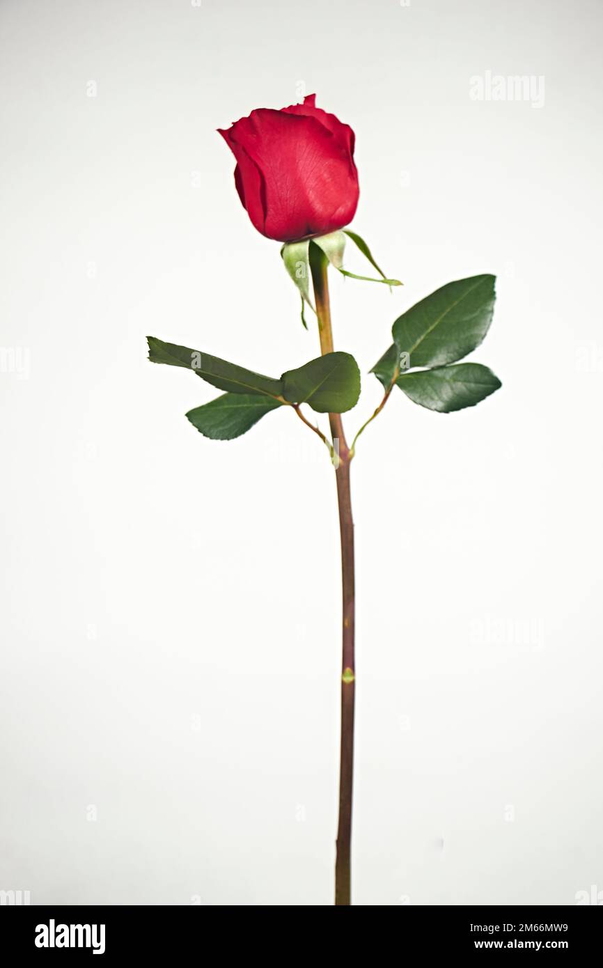 Valentine's Day. Flowers composition. Round frame made of rose flowers ...