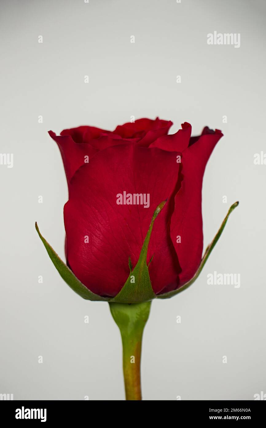 Valentine's Day. Flowers composition. Round frame made of rose flowers ...