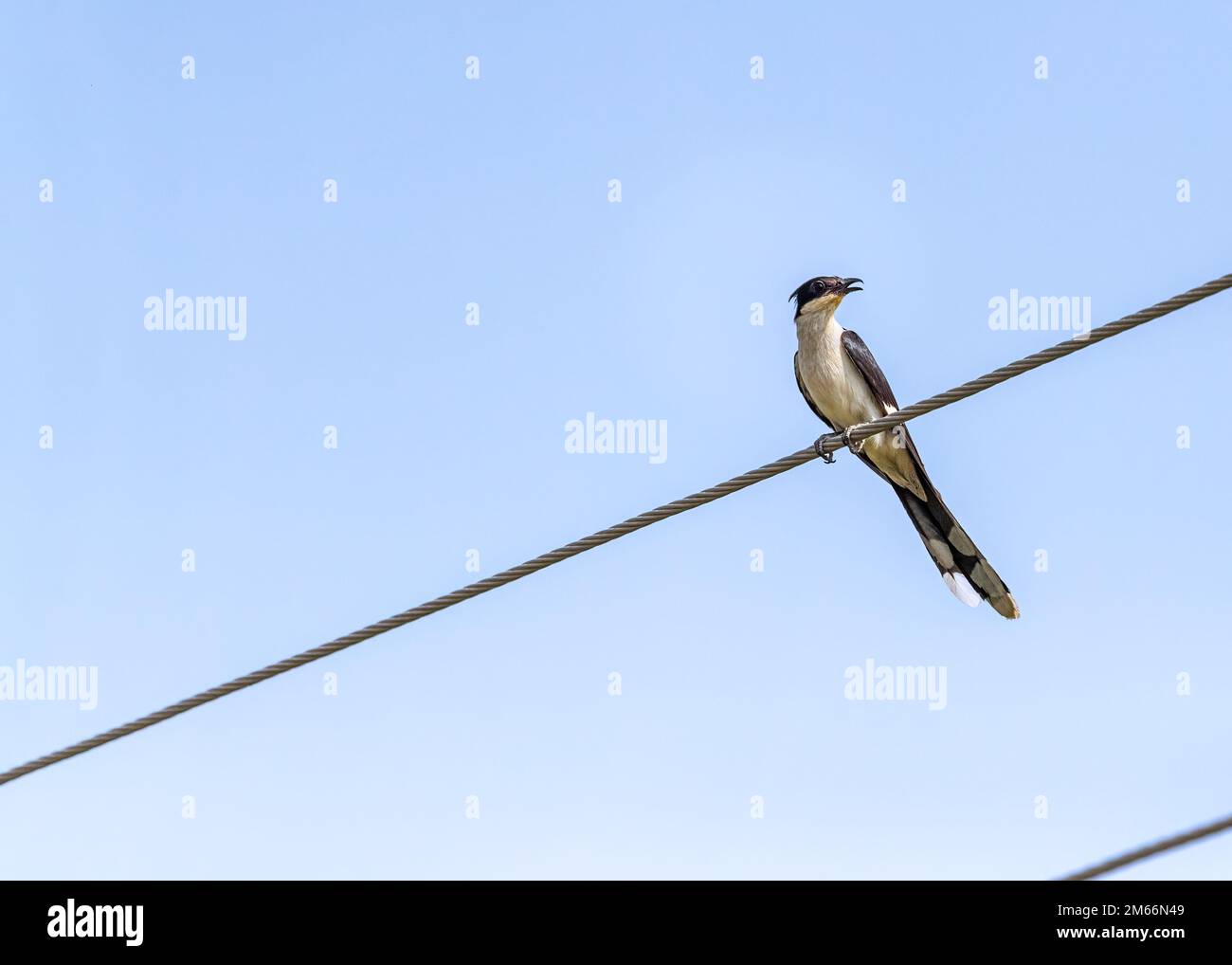 A low angle shot of a Pied Cuckoo looking into the Camera against blue ...