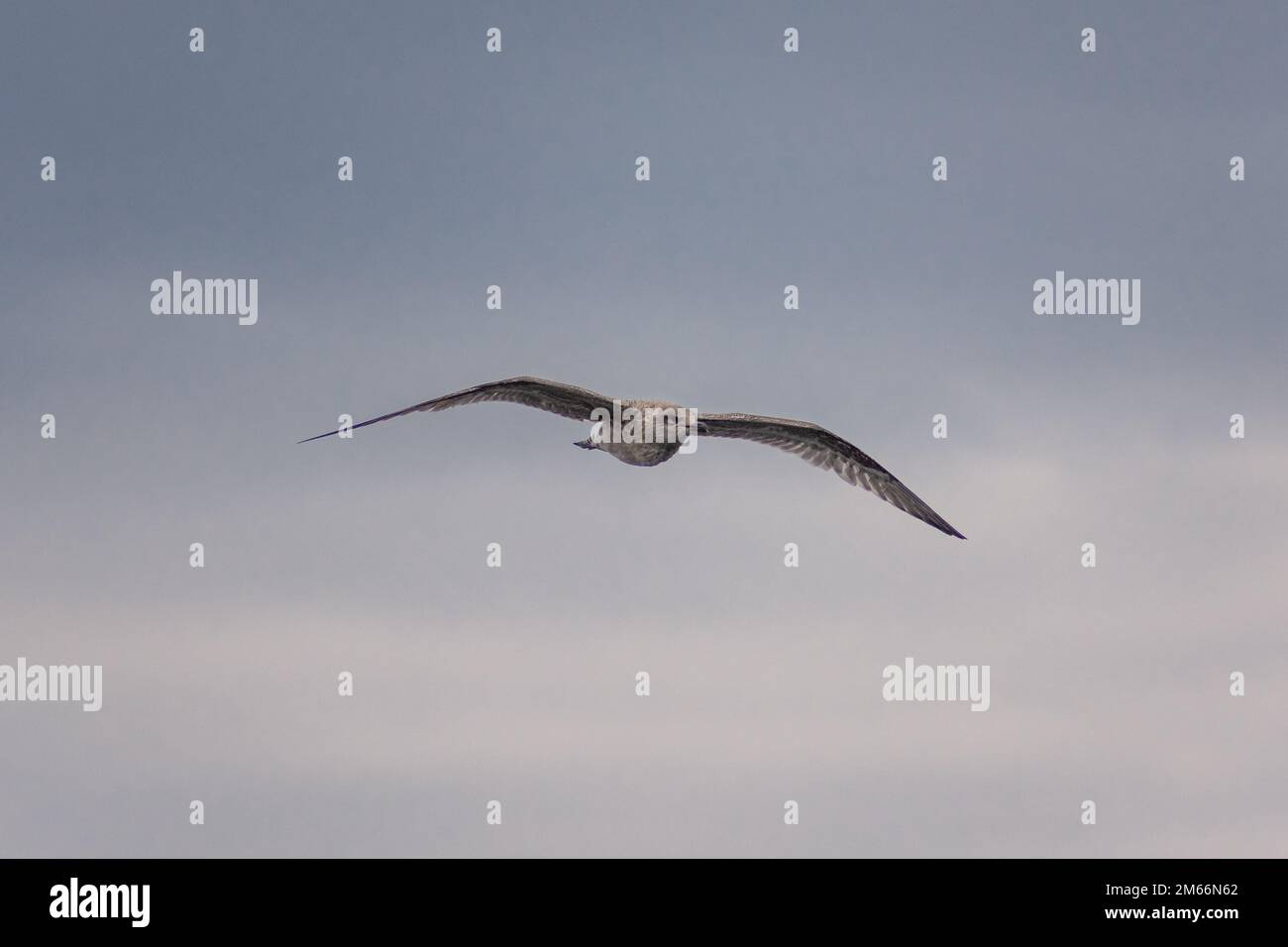 Seagull in the ocean of Senja Island, Norway Stock Photo - Alamy
