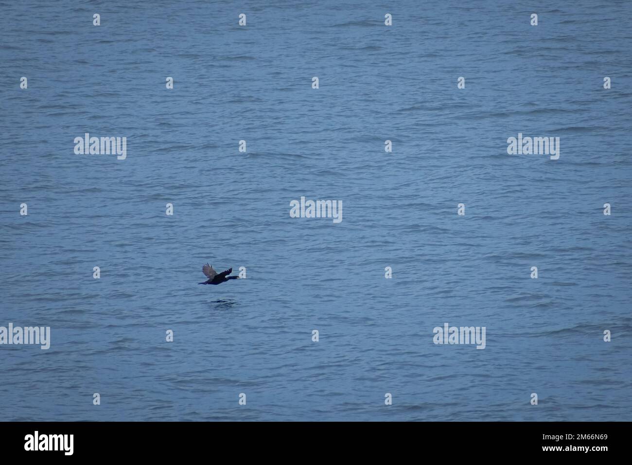 Seagull in the ocean of Senja Island, Norway Stock Photo - Alamy