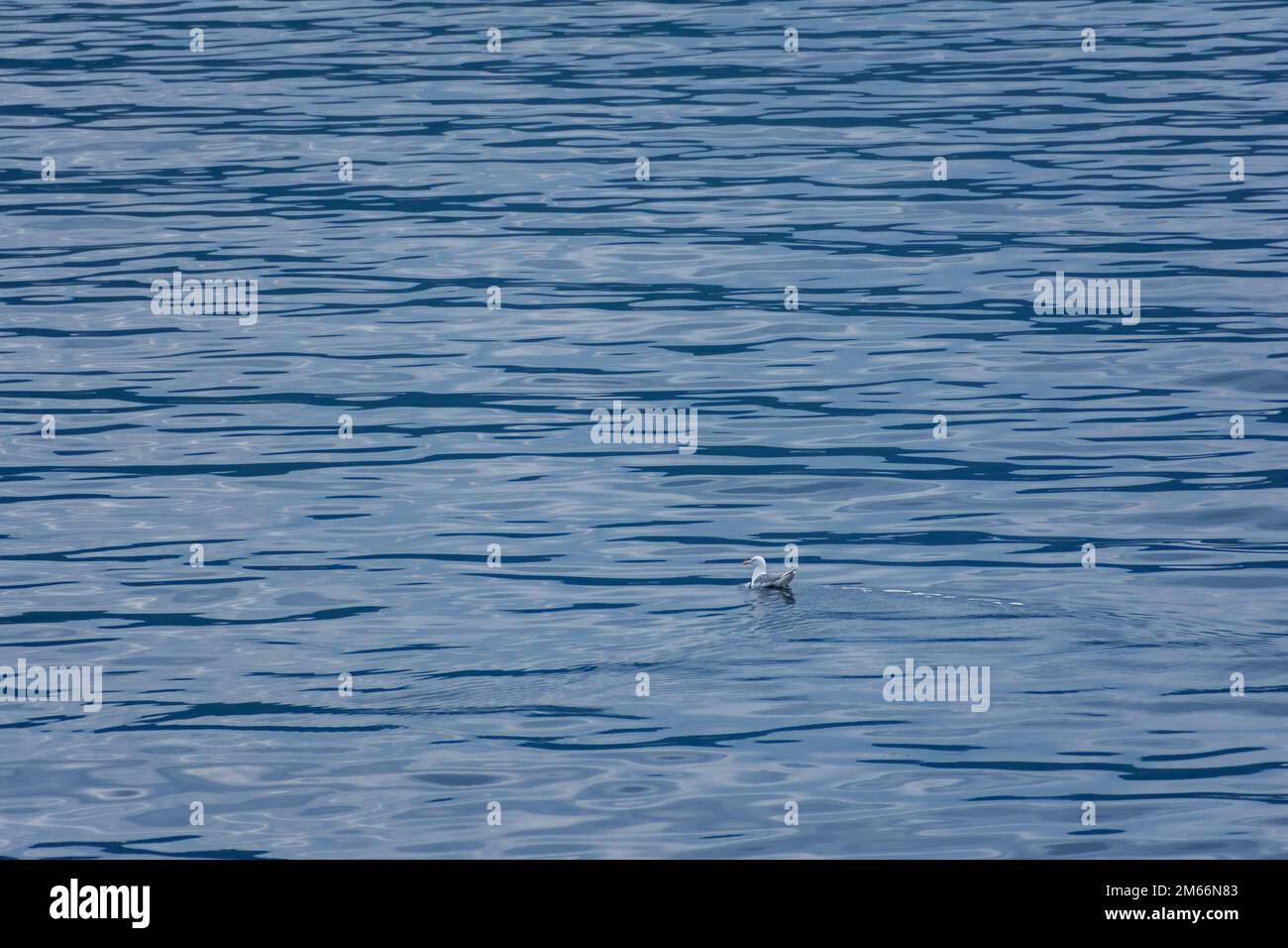 Seagull in the ocean of Senja Island, Norway Stock Photo - Alamy