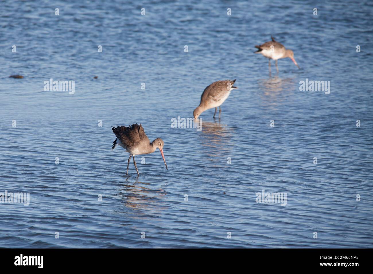 Black tailed godwit british wildlife wading bird near east coast hi-res ...