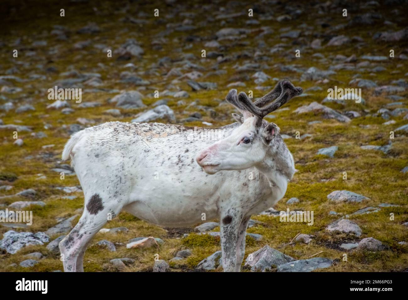 Wild white reindeer in the tundra of Knivskjellodden, Norway Stock ...