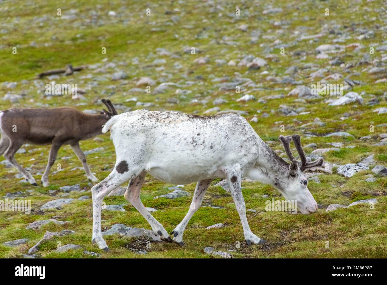 Wild white reindeer in the tundra of Knivskjellodden, Norway Stock ...