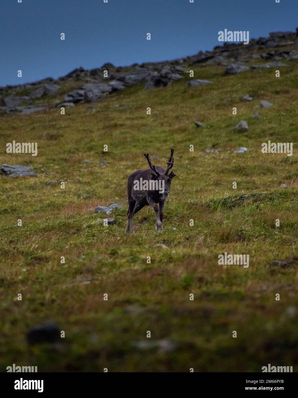 Reindeer in the arctic tundra of Norway Stock Photo - Alamy