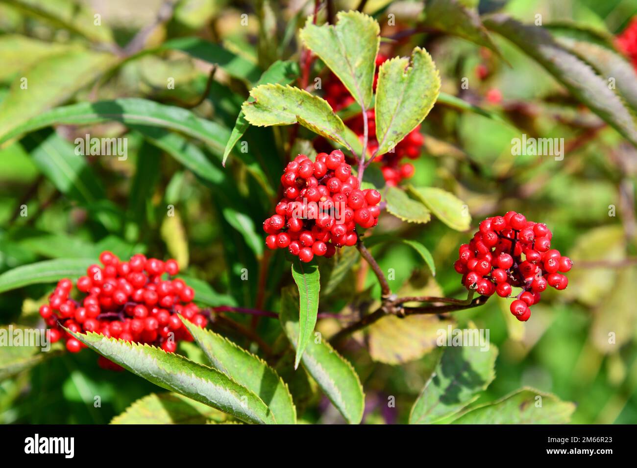 red elderberry with red fruits Stock Photo - Alamy
