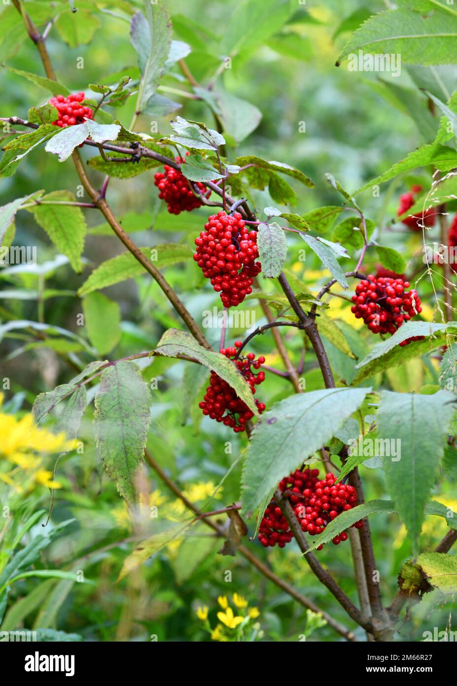 red elderberry with red fruits Stock Photo - Alamy