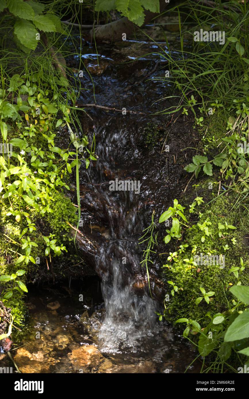 Mountain stream running through the trees in Rocky Mountain National ...