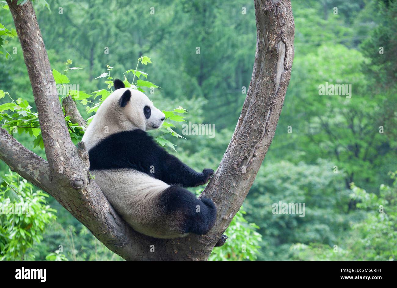 Panda Sitting In A Tree