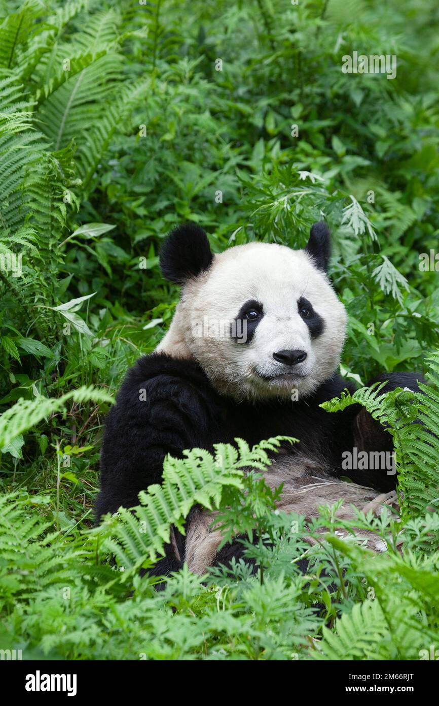 Giant Panda in green forest understory, Wolong National Nature Reserve ...