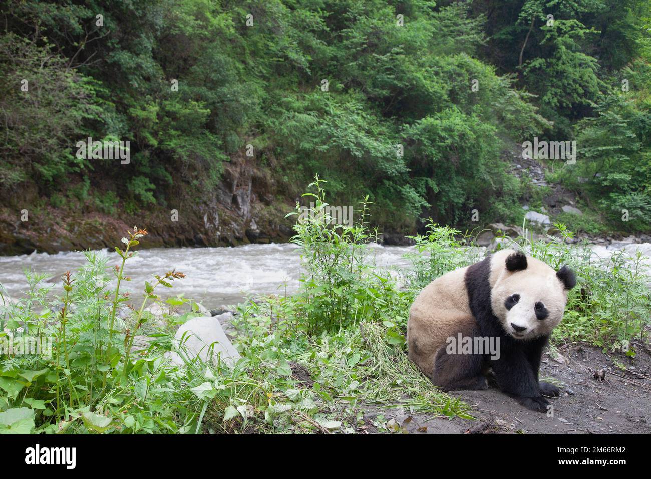 Giant Panda sitting beside a stream in Qionglai mountain valley, China ...