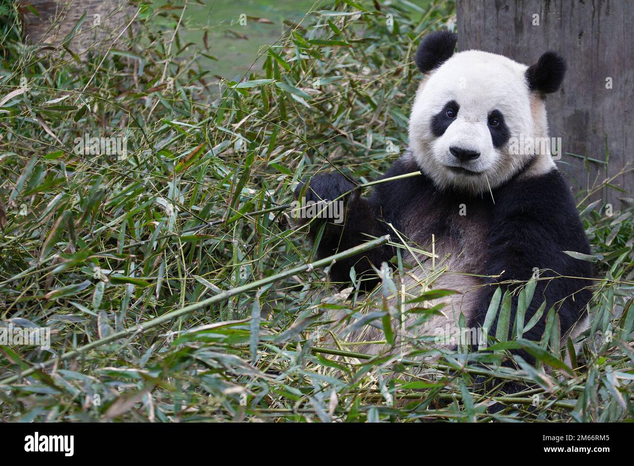 Giant panda feeding in a pile of bamboo branches, Wolong National ...
