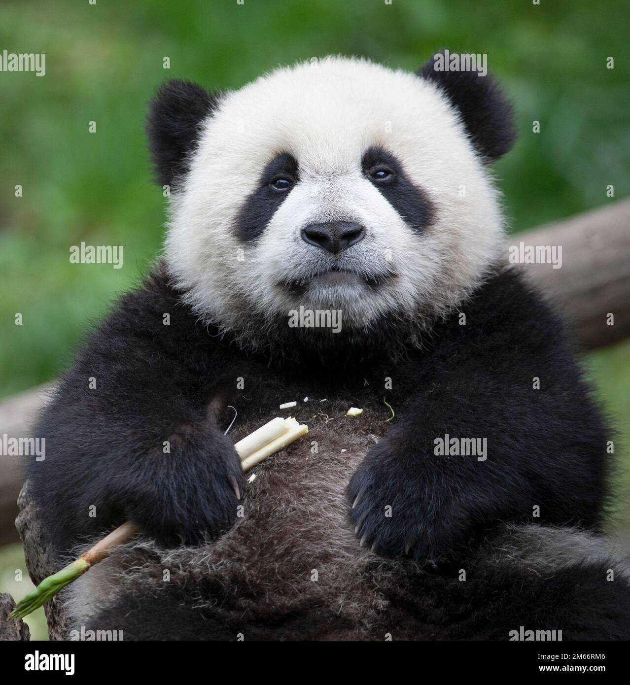 Baby panda cub holding onto bamboo at the Giant Panda Breeding Centre ...