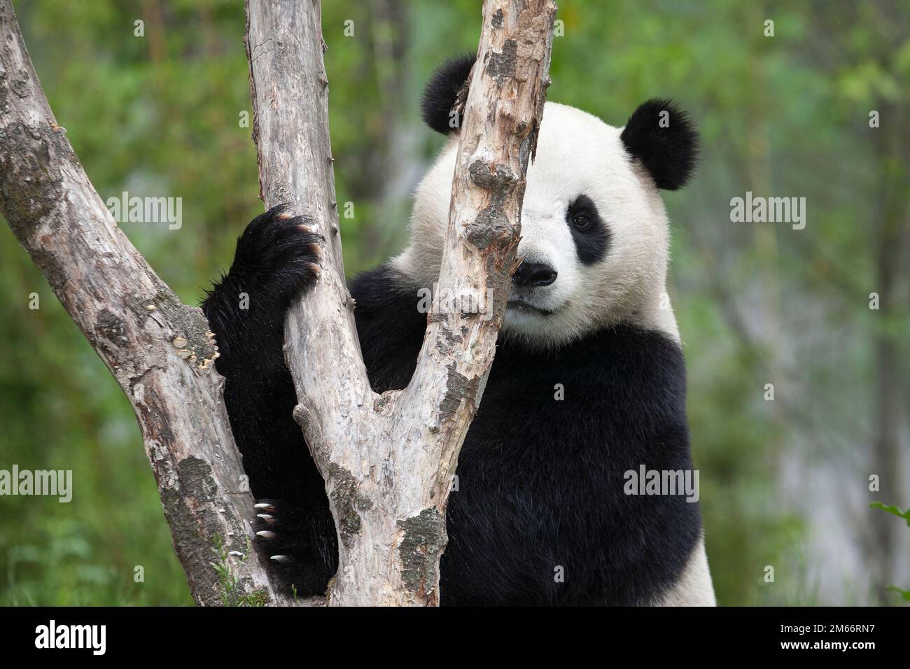 Giant Panda bear peeking around a tree trunk in Wolong National Nature ...