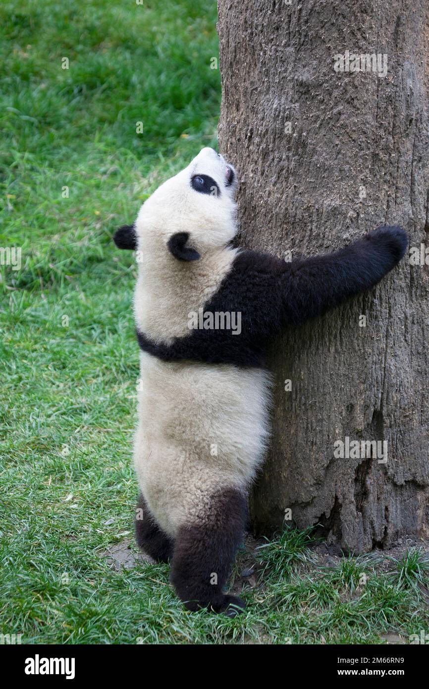 Young panda standing and reaching up a tree trunk in Wolong National ...