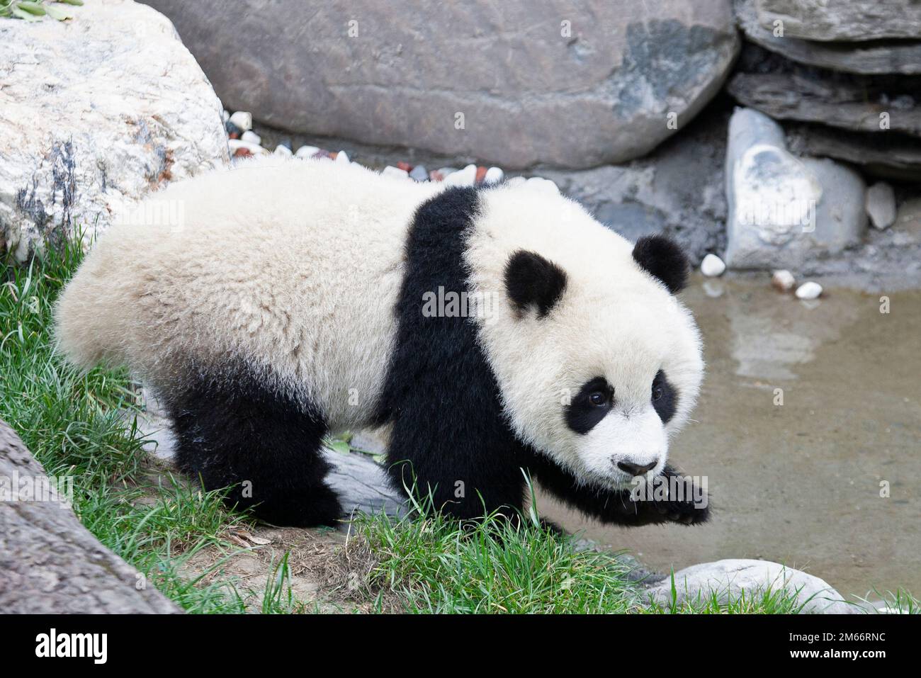 Baby Giant Panda at pond with water dripping from chin, Wolong National ...
