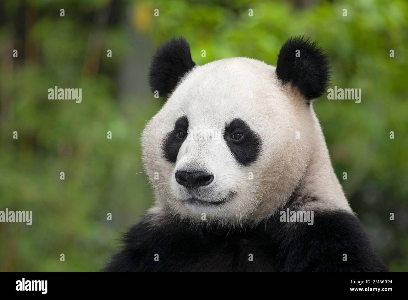 Giant Panda face close up, Wolong National Nature Reserve, Sichuan ...
