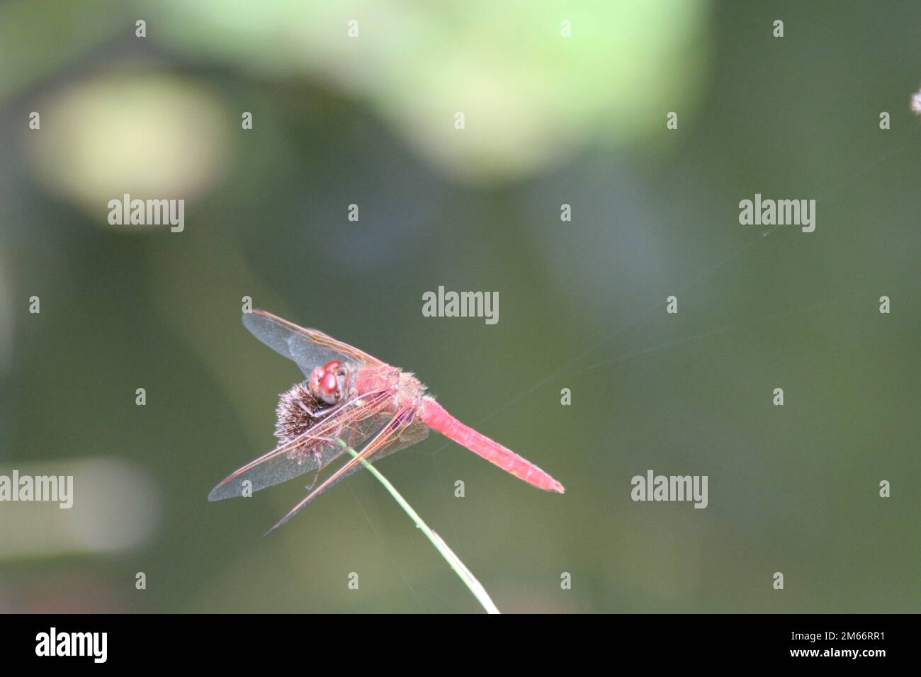 Dragon flies flying in the wild Stock Photo - Alamy
