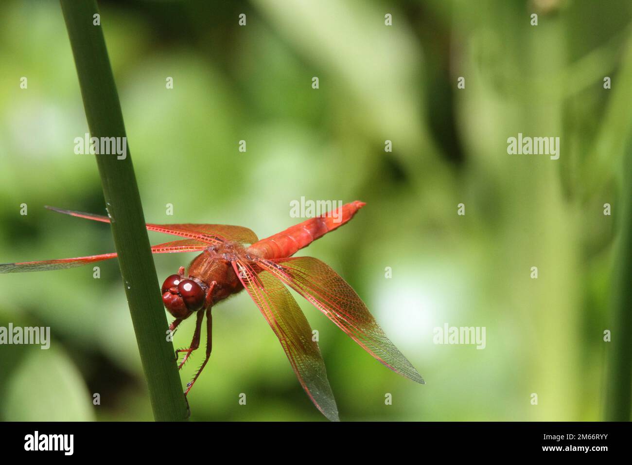 Dragon flies flying in the wild Stock Photo - Alamy