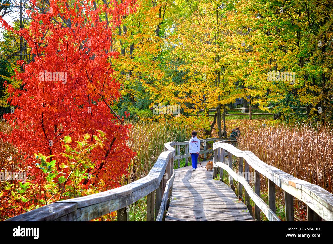 Dog walking in the broad walk with autumn leaf colour Stock Photo - Alamy