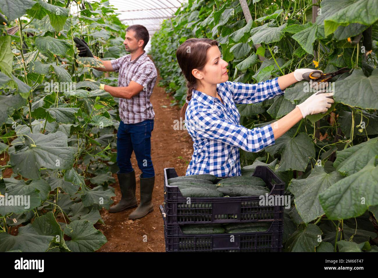 Farm family gathering crop of cucumbers in hothouse Stock Photo - Alamy