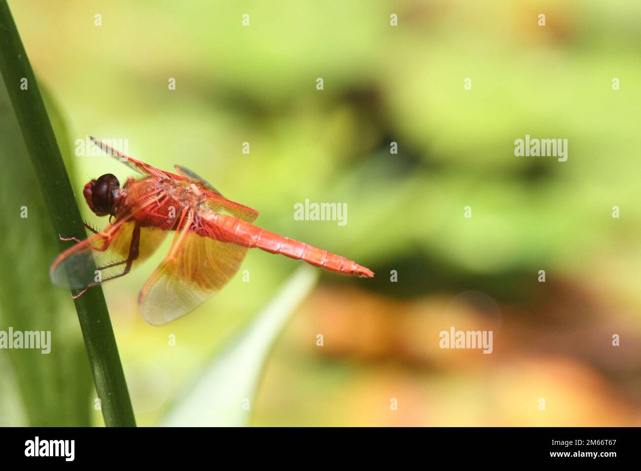 Dragon flies flying in the wild Stock Photo - Alamy