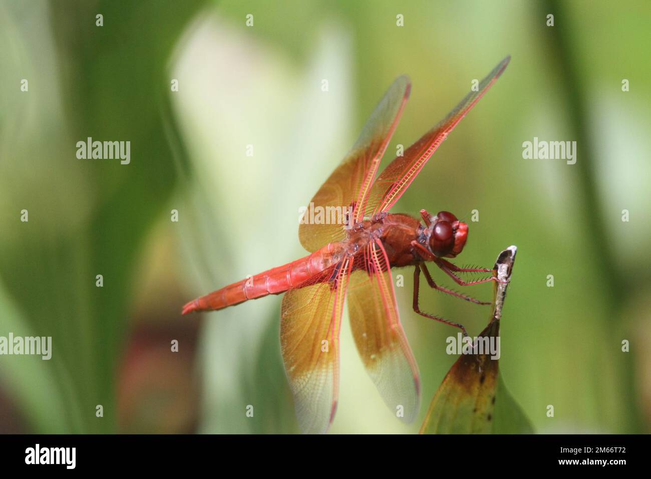 Dragon flies flying in the wild Stock Photo - Alamy