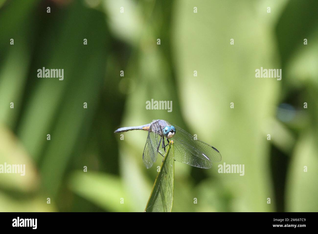 Dragon flies flying in the wild Stock Photo - Alamy