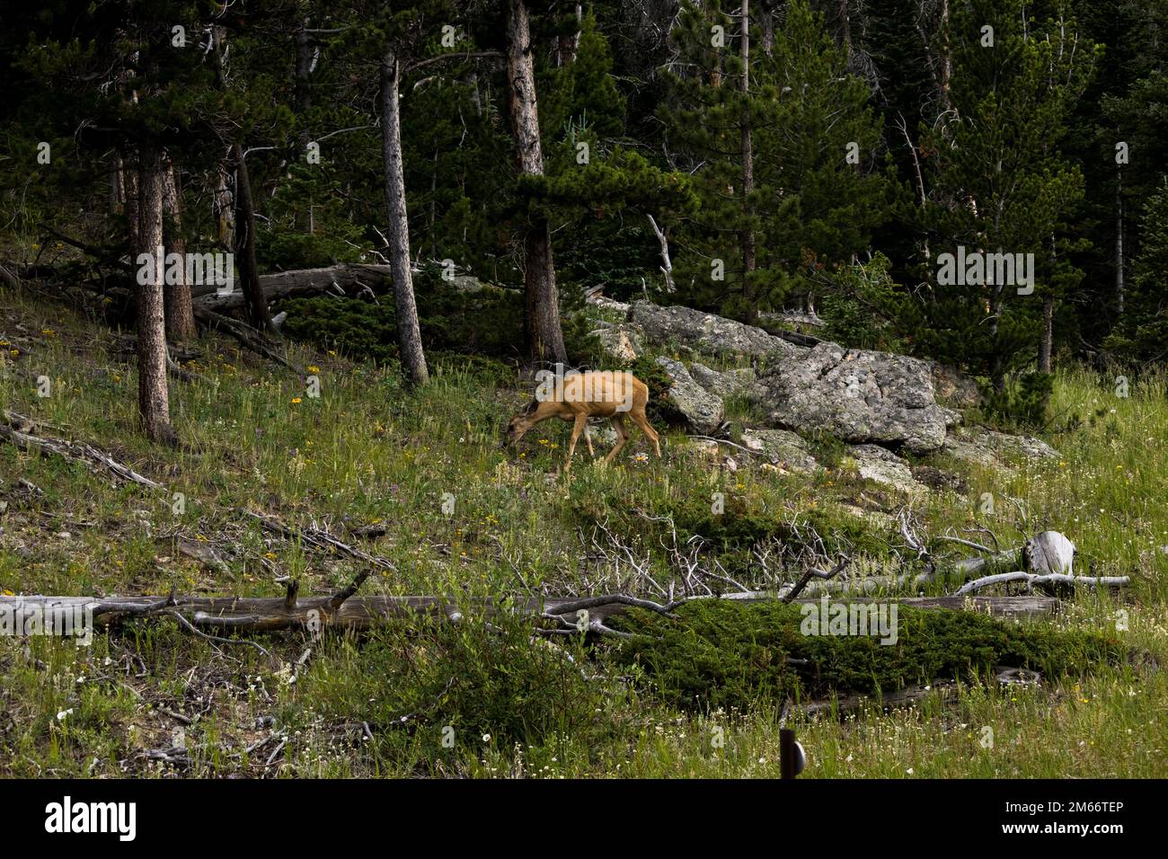 Mule deer eating on a hill side in Rocky Mountain National Park ...