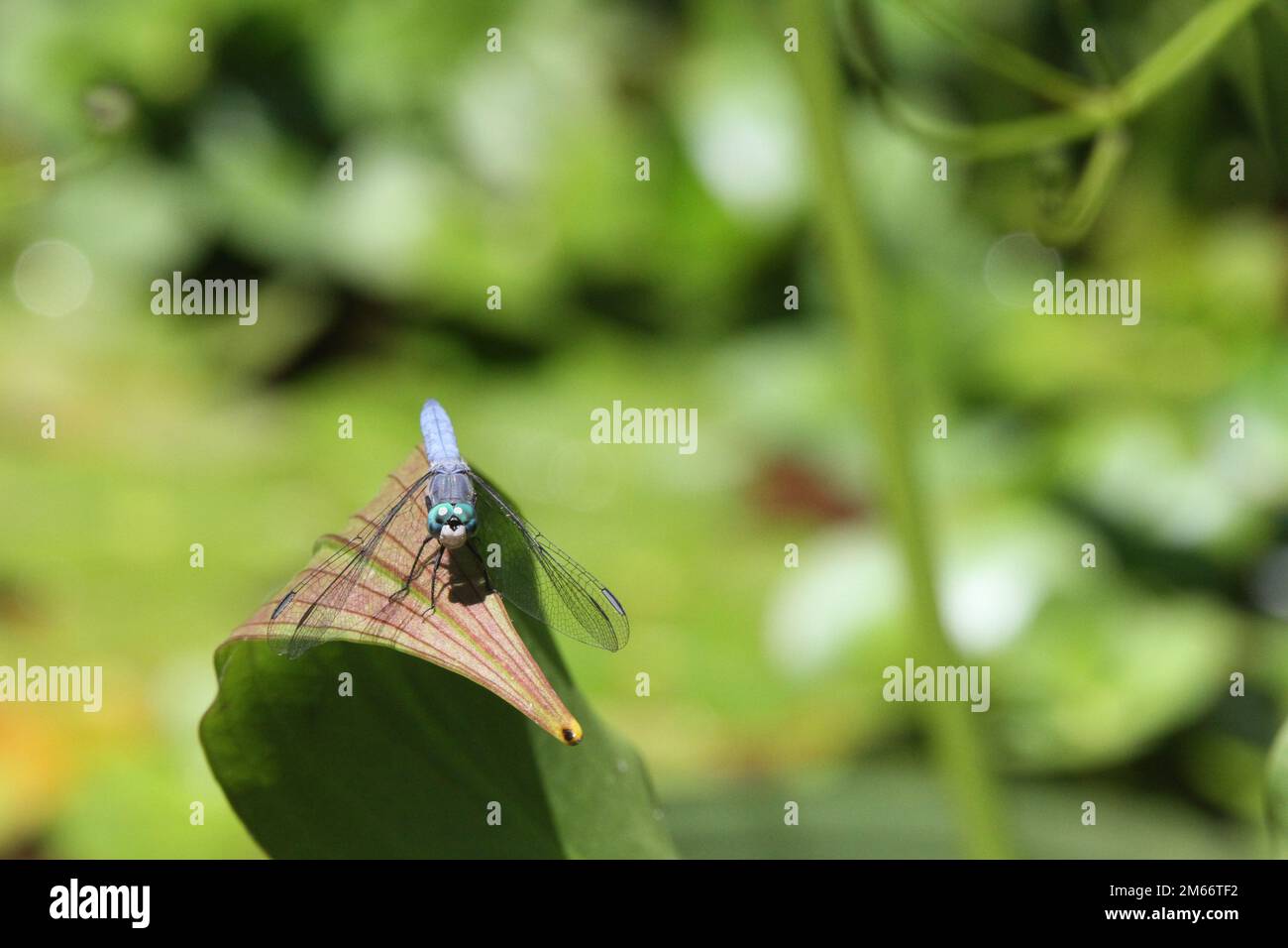 Dragon flies flying in the wild Stock Photo - Alamy