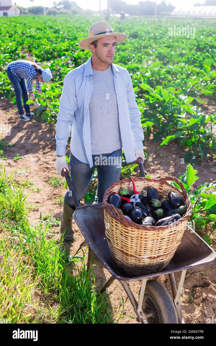 Farmer carries on wheelbarrow basket with harvest of eggplant Stock ...