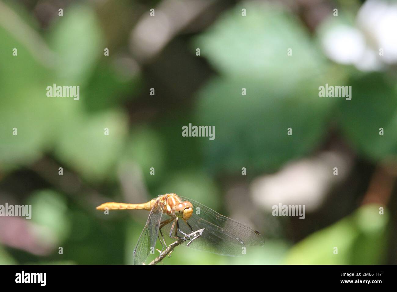 Dragon flies flying in the wild Stock Photo - Alamy