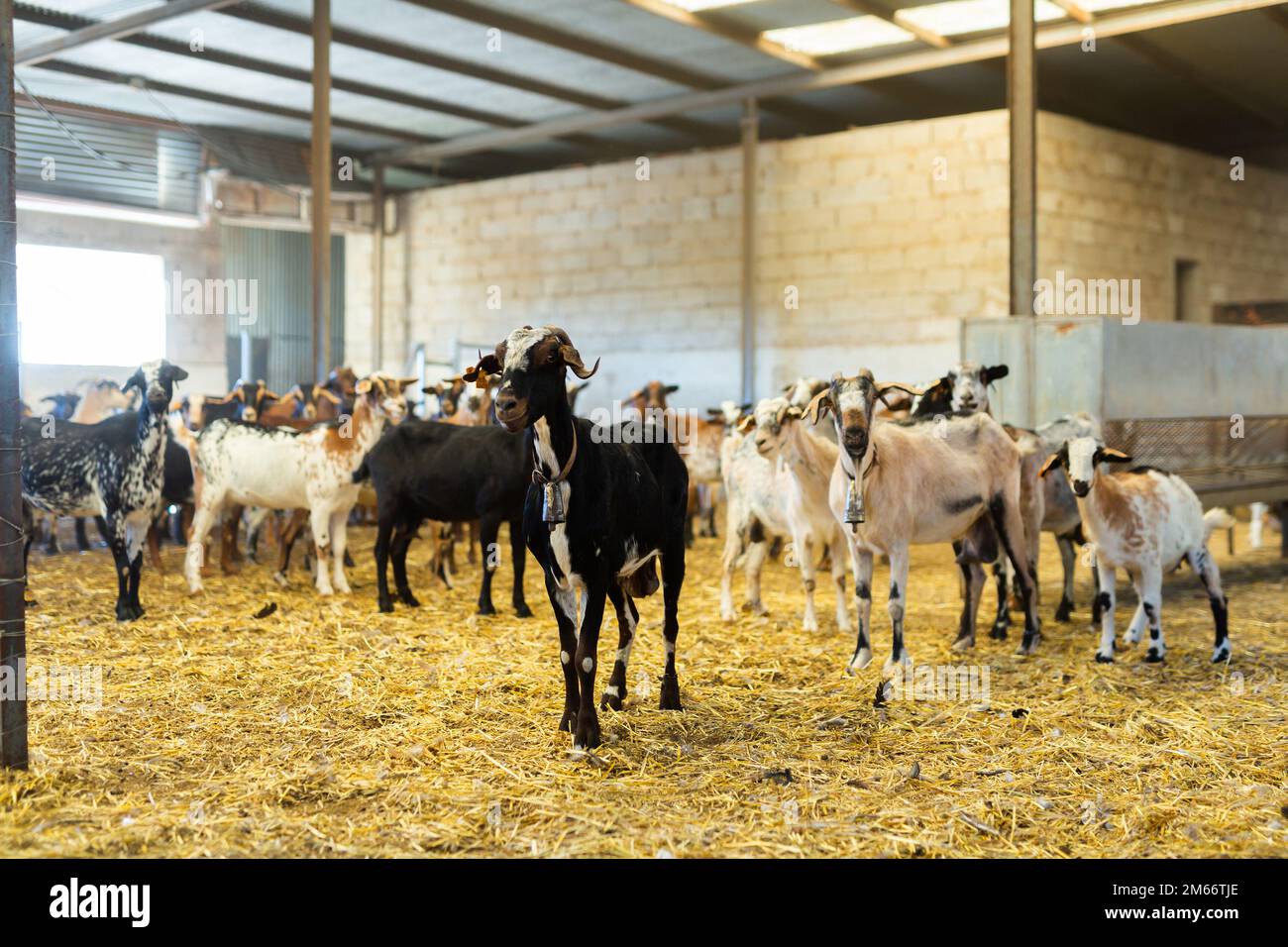 Herd of goats in barn at livestock farm Stock Photo - Alamy