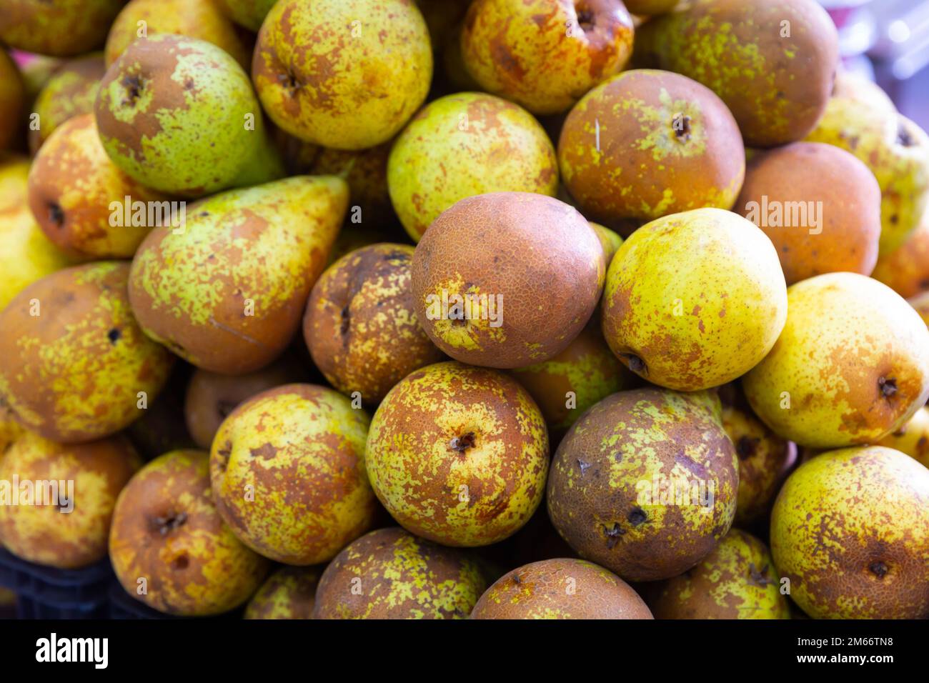 Plant diversity showcase hi-res stock photography and images - Alamy