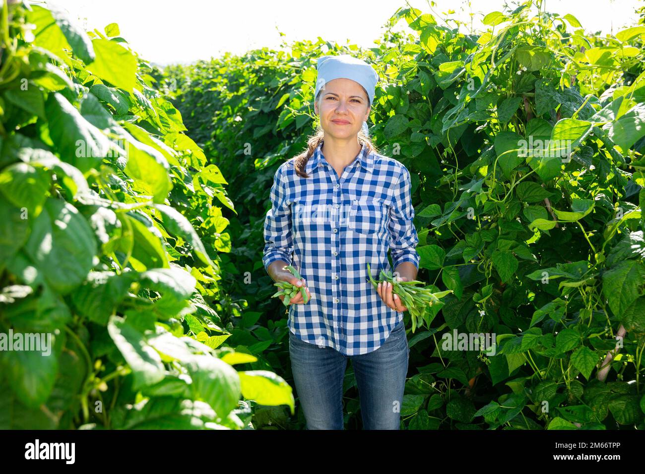 Female grower with ripe pods of green beans on vegetable garden Stock ...